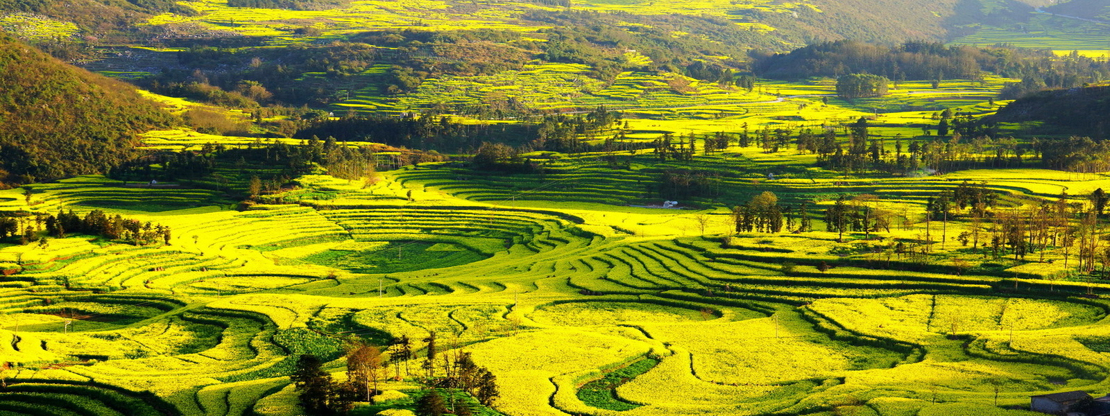 Admire vibrant spring flowers bloom across China
