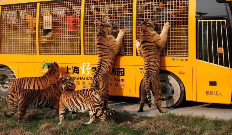 19 Fun Things to Do in Shanghai with Kids
